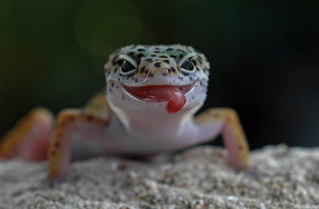 Маленький геккон проделал 5000 км в коробке с клубникой и выжил в холодильнике - Телеканал «Моя ...