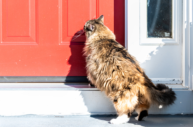 Программист создал дверной звонок, реагирующий на мяуканье кота ...
